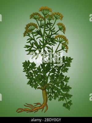 Parsley, culinary herb, biennial plant, seedlings growing in a seed ...