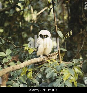 Baby Spectacled Owl Pulsatrix perspicillata Stock Photo - Alamy