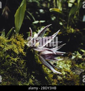 Tropical Orchid, Orchidaceae, Amazon Rainforest, Amazonia, Ecuador ...