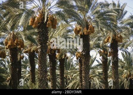 Date palm tree orchard with ripening fruit. Indio, California Stock ...