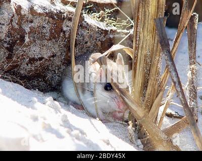 Bon Secour Alabama Beach Stock Photo - Alamy