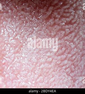 Tongue papillae taste buds and taste. Close up Stock Photo - Alamy