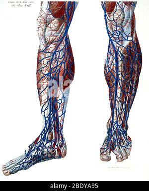 Blood Vessels of human leg Stock Photo - Alamy