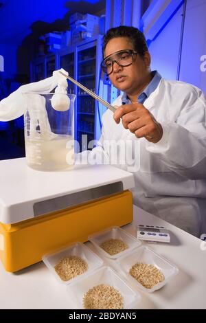 Rice cooking time research. Food technologist testing the cooking time ...