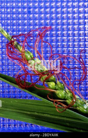 eastern gamagrass (Tripsacum dactyloides Stock Photo - Alamy
