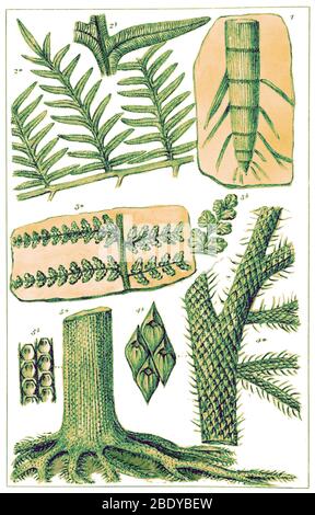 Paleozoic Flora, Calamites, Illustration Stock Photo - Alamy
