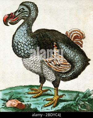 Dodo Bird, Hunted to Extinction Stock Photo - Alamy