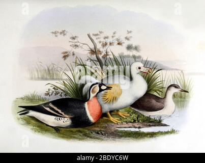 Dodo Bird, Hunted to Extinction Stock Photo - Alamy