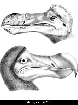 "The Dodo" [Dodo reconstruction] "Raphus cucullatus" bird Stock Photo ...