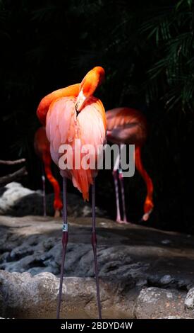 close up of flamingo body and feathers Stock Photo - Alamy