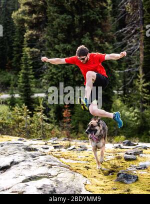 Black and red German Shepherd jumps in snow against background of ...