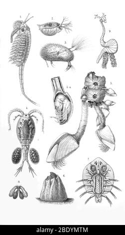 This group of goose barnacles, Lepas anatifera, are attached to a buoy ...