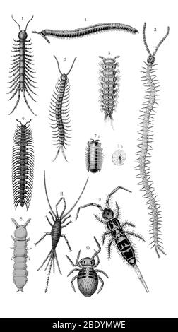 Chilopoda Anatomy