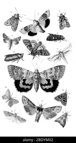 European common emerald moth (Hemithea aestivaria) - Geometridae Stock ...
