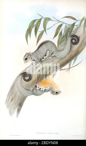 Petaurus breviceps ariel, sugar glider Stock Photo - Alamy