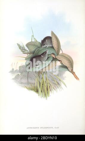 The slender-tailed dunnart (Sminthopsis murina), also known as the ...