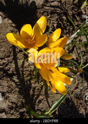 Yellow crocus flowers, Yellow Mammoth flowers in blossom in early ...