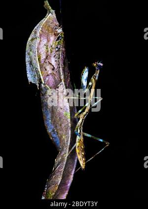 Praying Mantis - Madagascar Stock Photo - Alamy