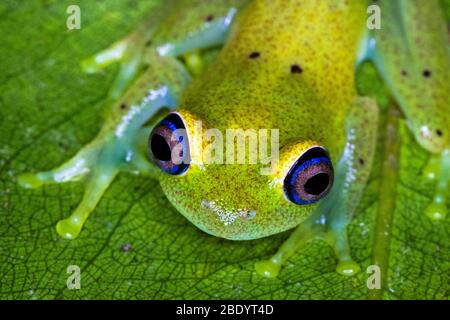 Green Bright-eyed frog of Madagascar Stock Photo - Alamy