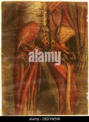 Anatomie Generale Des Visceres Stock Photo - Alamy