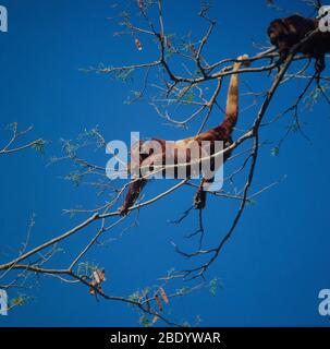Red howling monkey, Alouatta seniculus, females, carry, young animal ...