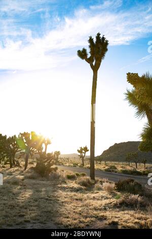 The tallest Joshua Tree in the park is located in Queen Valley. It is ...
