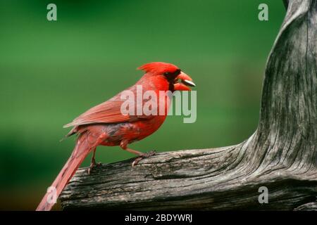 Northern red male cardinal eating a sunflower seed in the yard Stock ...