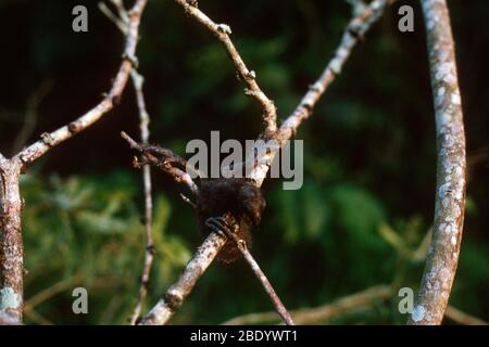 Hoatzin (Opisthocomus hoazin) chick has claws on its wings to grip and ...