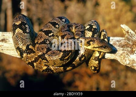 Malagasy or Madagascar Tree Boa (Boa manditra or Sanzinia ...