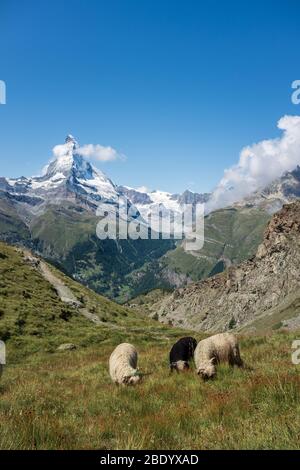 Famous Valais sheep. Cute Valais Blacknose sheep in rainy day ...