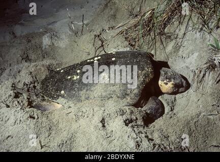 Nest site of Loggerhead Turtle: Caretta caretta. Platanias, Crete ...