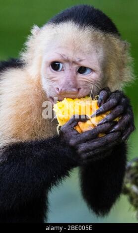 Capuchin monkey eating Stock Photo - Alamy