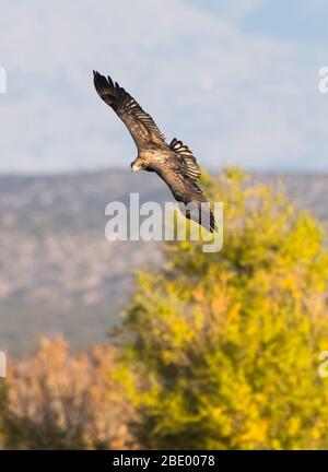 A Sandhill Crane bird with its wings spread Stock Photo - Alamy