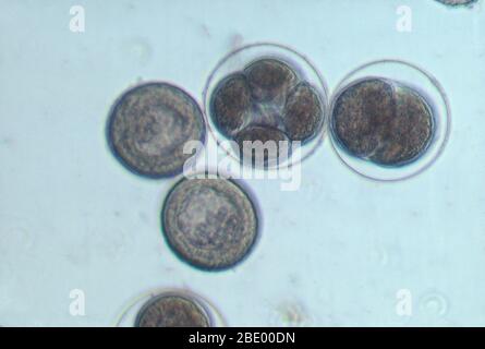 Sea Urchin Embryos Stock Photo - Alamy