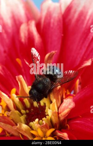Bee Pollinates Blue Flower, Bees Pollination Of Flowers Stock Photo - Alamy