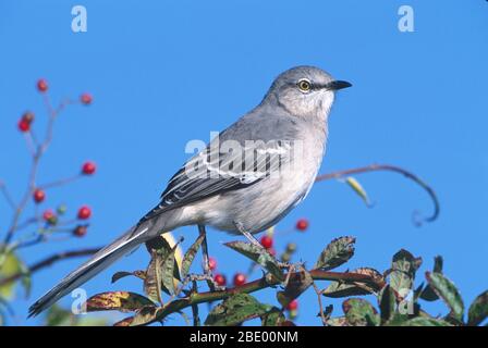 Northern Mockingbird is the Florida state bird since 1927 Stock Photo ...