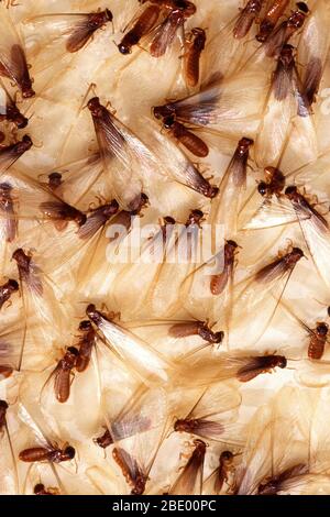 Formosan subterranean termite (Coptotermes formosanus) Texas, USA, June ...
