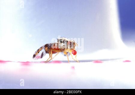 Mediterranean fruit fly (Ceratitis capitata Stock Photo - Alamy