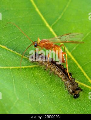 Wasp parasitizing a caterpillar. Aleiodes indiscretus wasp parasitizing ...