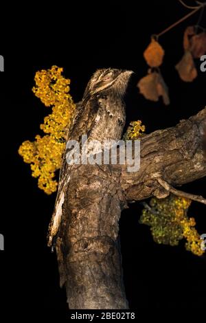 Great Potoo (Nyctibius grandis), Pantanal, South Africa Stock Photo - Alamy
