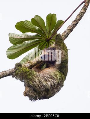 A three-toed sloth hanging from a tree branch in a rain forest in ...