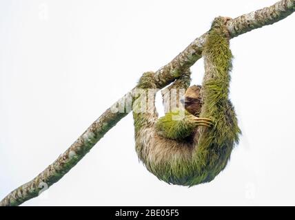 A three-toed sloth hanging from a tree branch in a rain forest in ...
