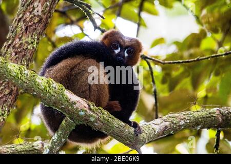 Red bellied lemur (Eulemur rubriventer) close-up of upper body and head ...