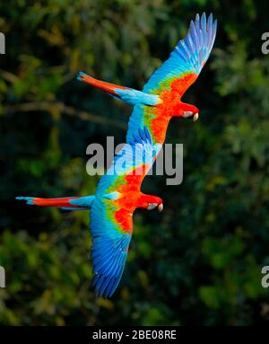 Macaw Parrot Spreading its Wings Stock Photo - Alamy