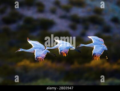 flying Sandhill Cranes Stock Photo - Alamy