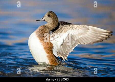 Close-up of American wigeon spreading wings, Socorro, New Mexico, USA ...