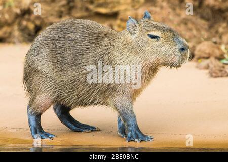 Capybara profile close up Stock Photo - Alamy