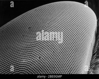 A scanning electron micrograph (SEM) of the deer tick (Ixodes dammini ...