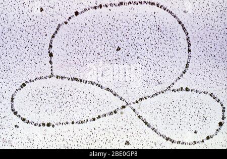 TEM of DNA Stock Photo - Alamy