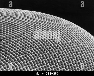 Scanning electron micrograph (SEM) of Deer tick (Ixodes scapularis). A ...